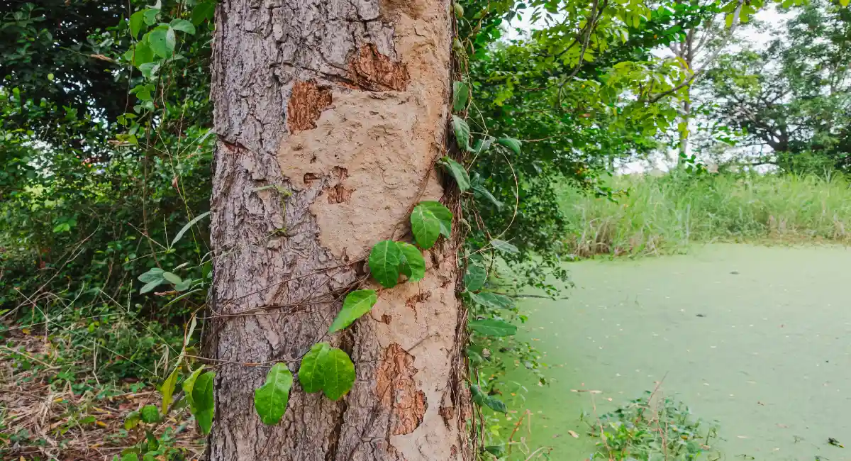 What Types of Wood Do Termites Attack Most? | Expert Guide