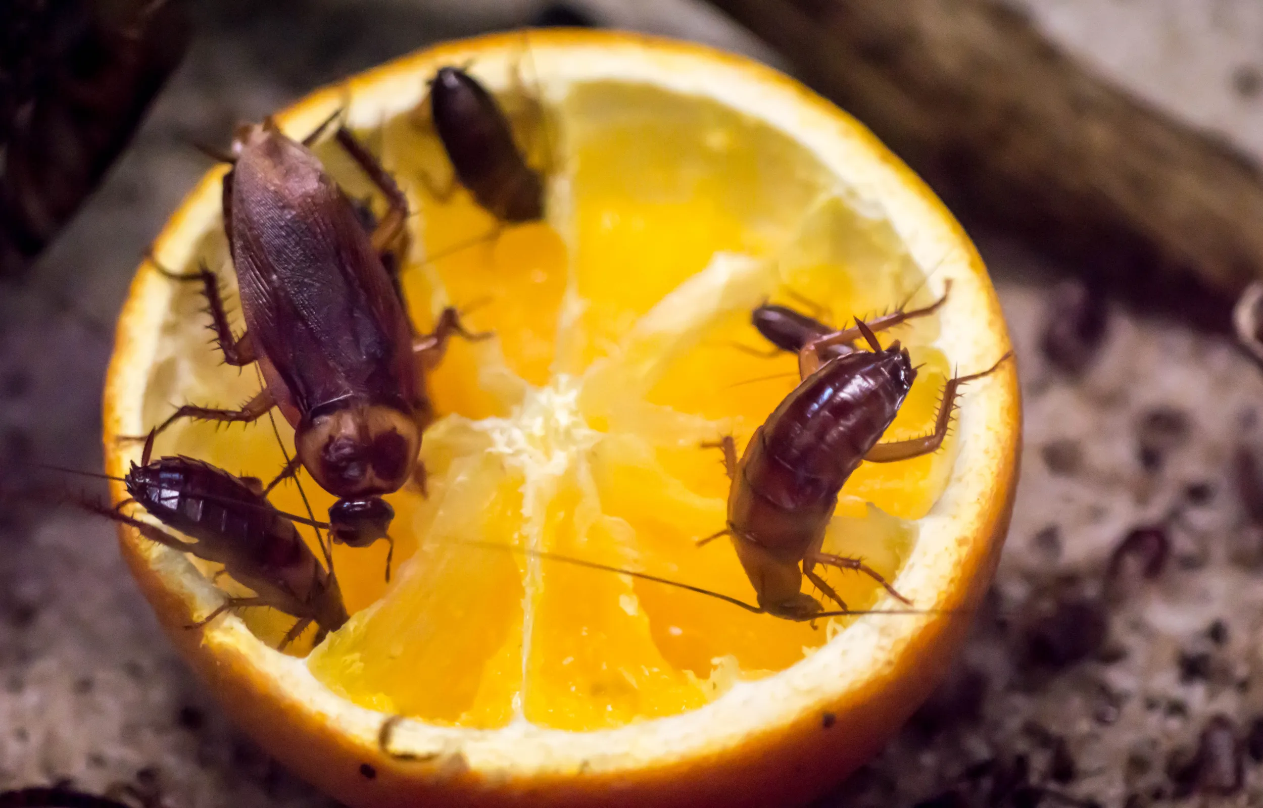 How to Prevent Cockroach Infestation|Tips by Rentokil PCI